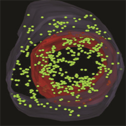 ebus.physiology.org - /ProductImages/