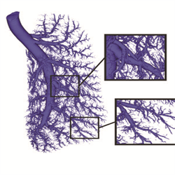 ebus.physiology.org - /ProductImages/